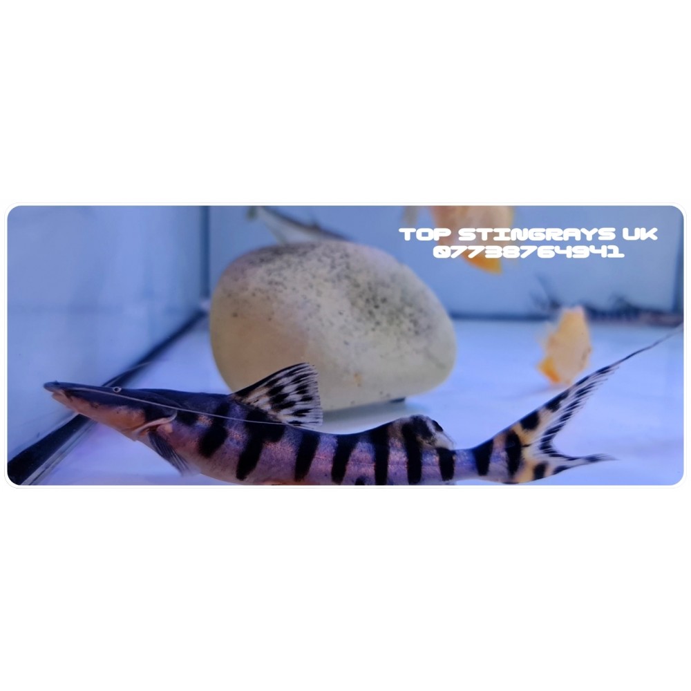Tigrinus Catfish
