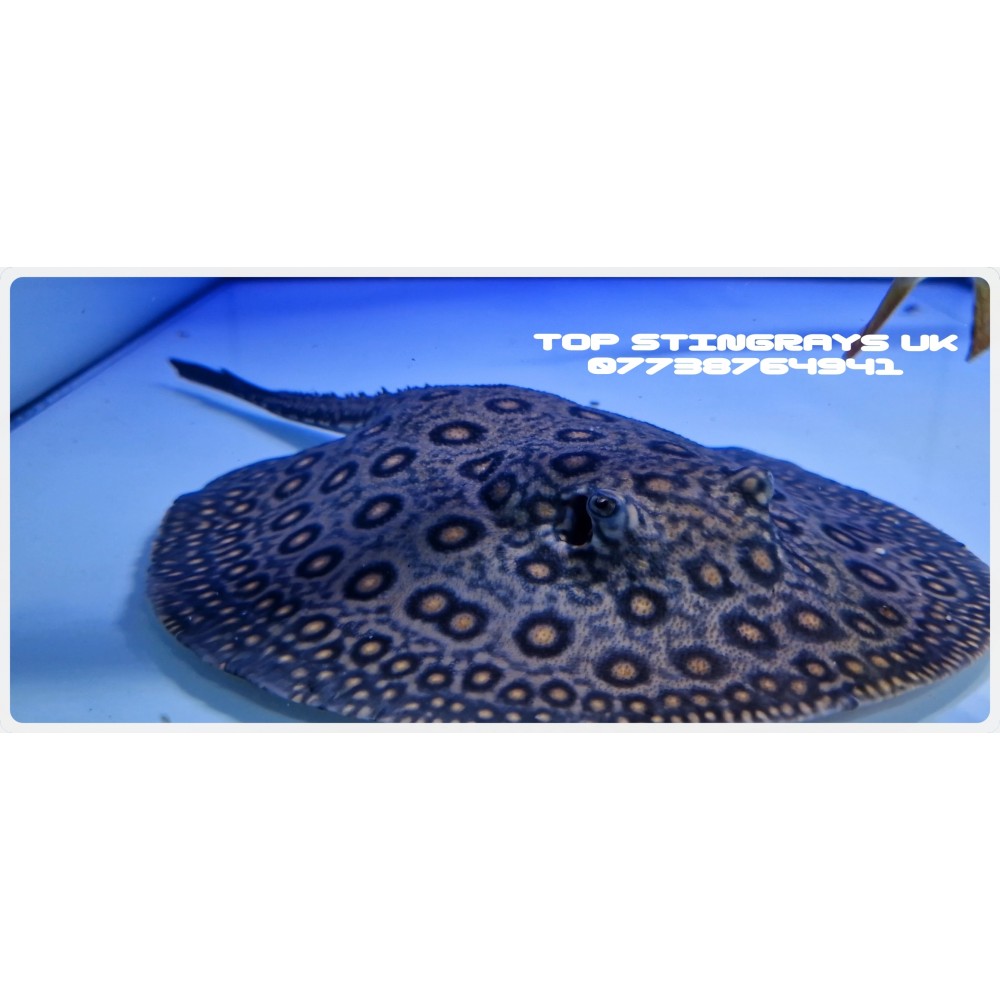 Mini marble motoro Male - Stingrays UK based freshwater stingray specialist