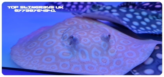 Albino Pearl Freshwater Stingray Female UK based freshwater stingray ...