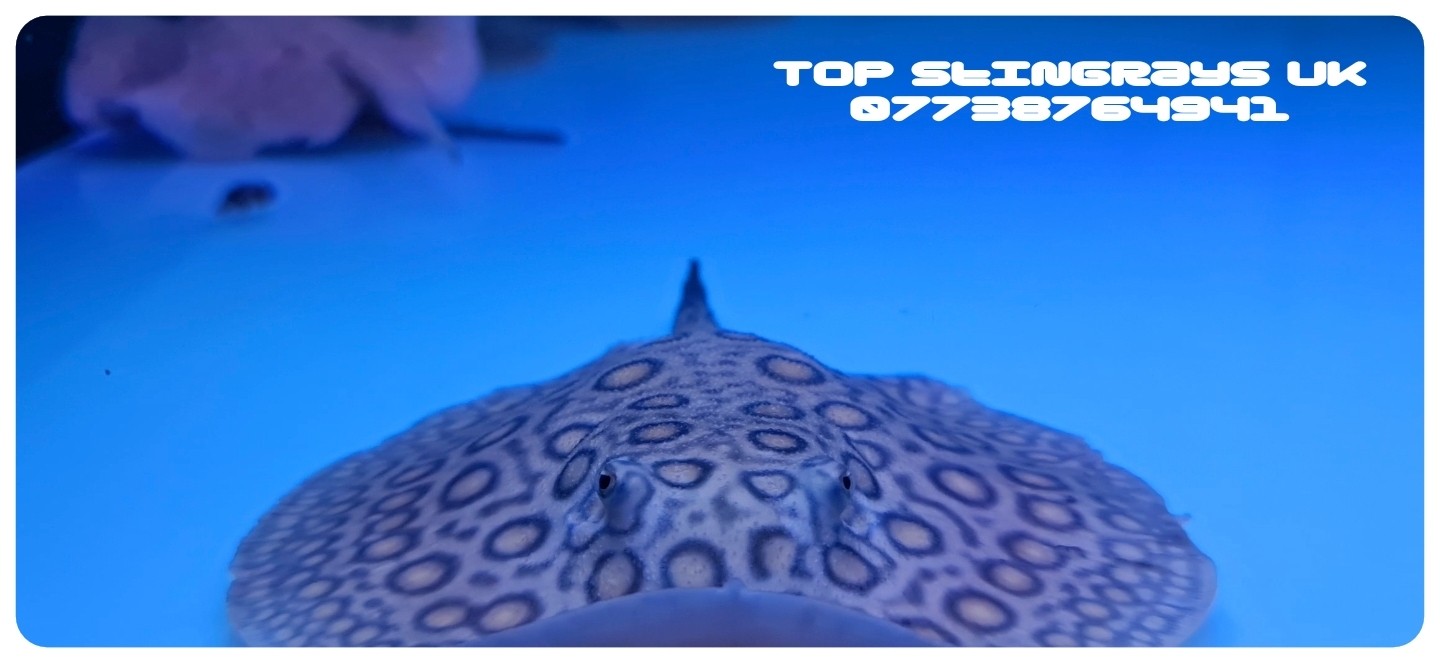 Mini Marble Motoro Male Freshwater Stingray - Mini marble Stingrays ...