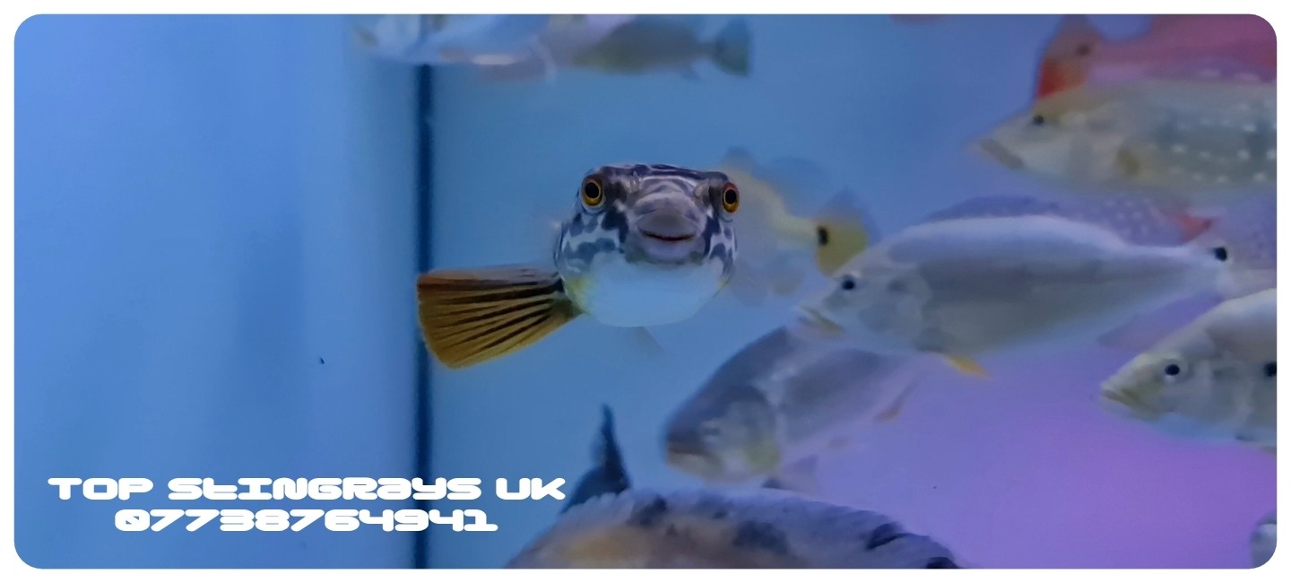 MBU Puffer Fish - Other fish UK based freshwater stingray specialist