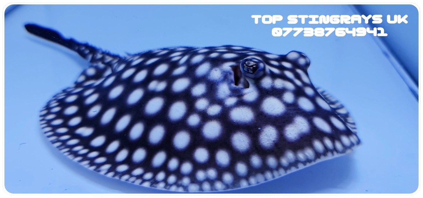 P14 Royal Galaxy Freshwater Stingray Female - P14 Galaxy stingrays - Stingrays UK based ...