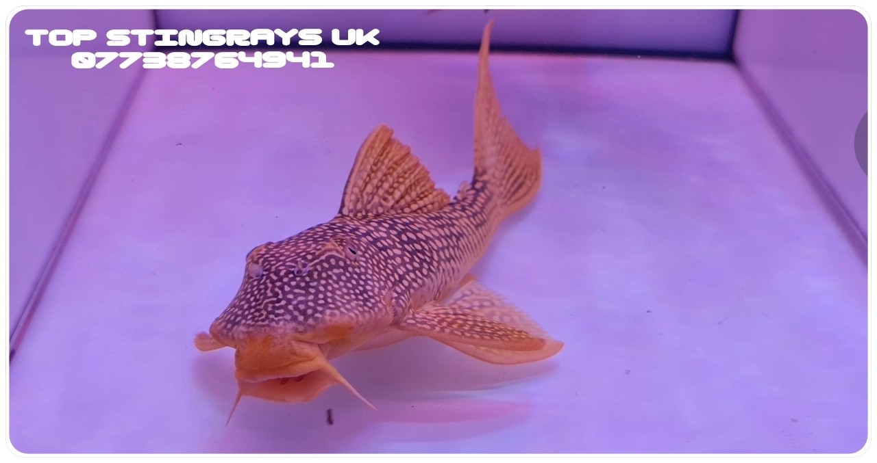 Sunshine pleco L014 - Other fish UK based freshwater stingray specialist
