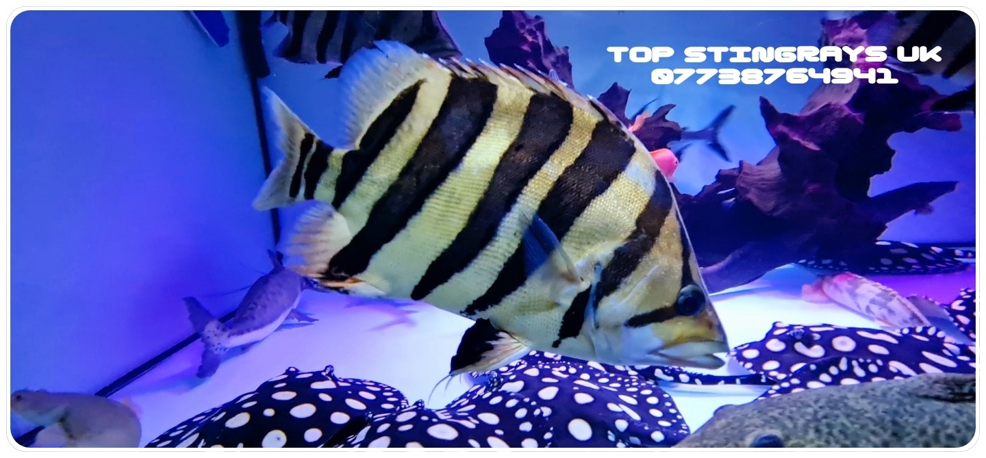 Datnioides Sumatra Tiger Fish - Other fish UK based freshwater stingray ...