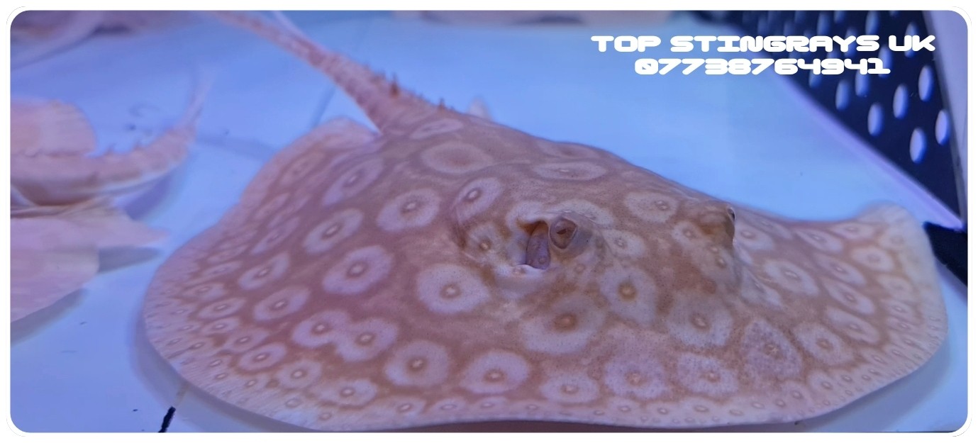 Albino Pearl Freshwater Stingray Female - Albino Pearl Stingrays ...