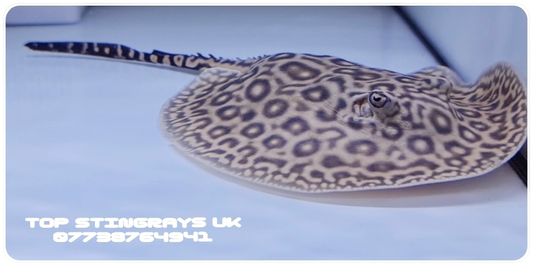 Pearl Het ( half albino blood ) Male Freshwater Stingray UK based ...