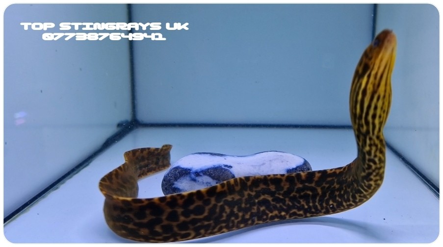 Freshwater Leopard Moray Eel Gymnothorax Polyuranodon - Other fish UK ...