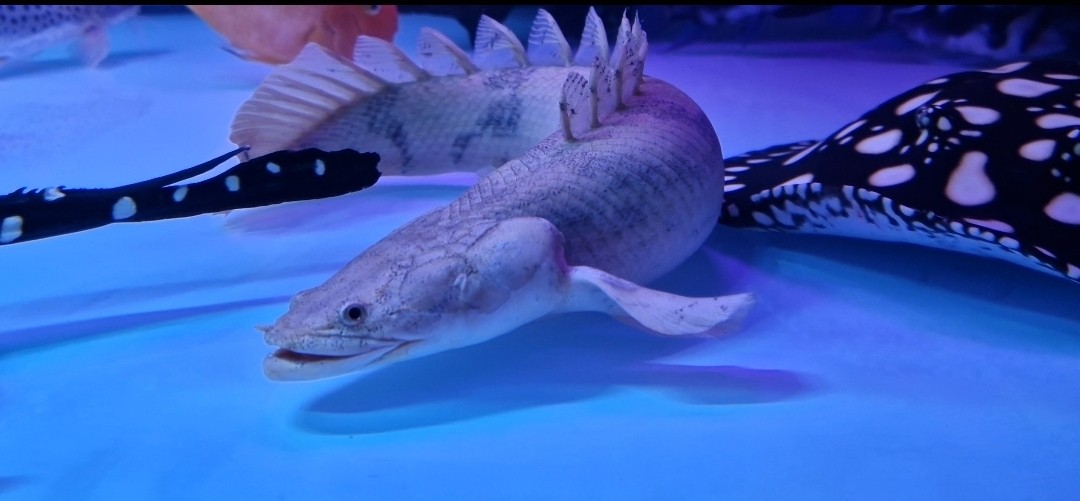 Polypterus endlicheri endlicheri - Other fish UK based freshwater ...