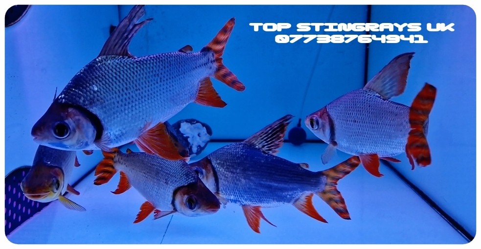 Flagtail Prochilodus XXL size - Other fish UK based freshwater stingray ...