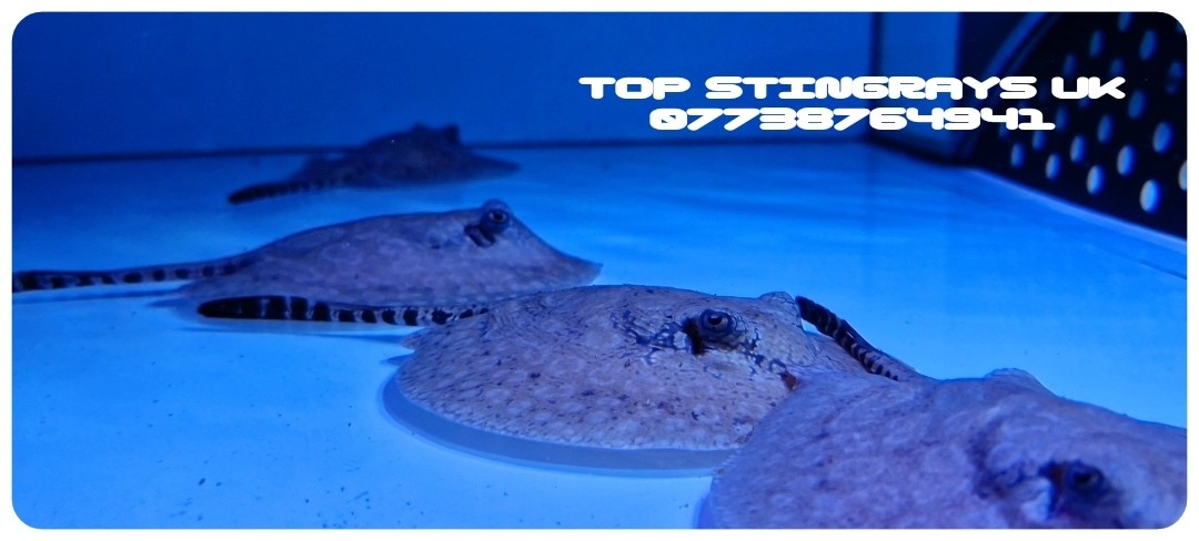 Hystrix stingray Male - Hystrix Stingrays - Stingrays UK based ...