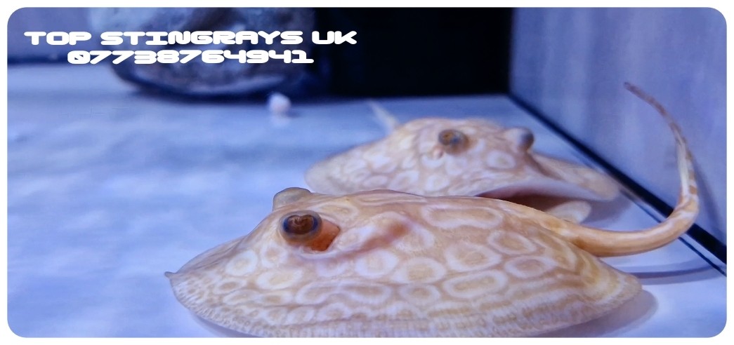 Albino Pearl pup Freshwater Stingray male - Albino Pearl Stingrays ...