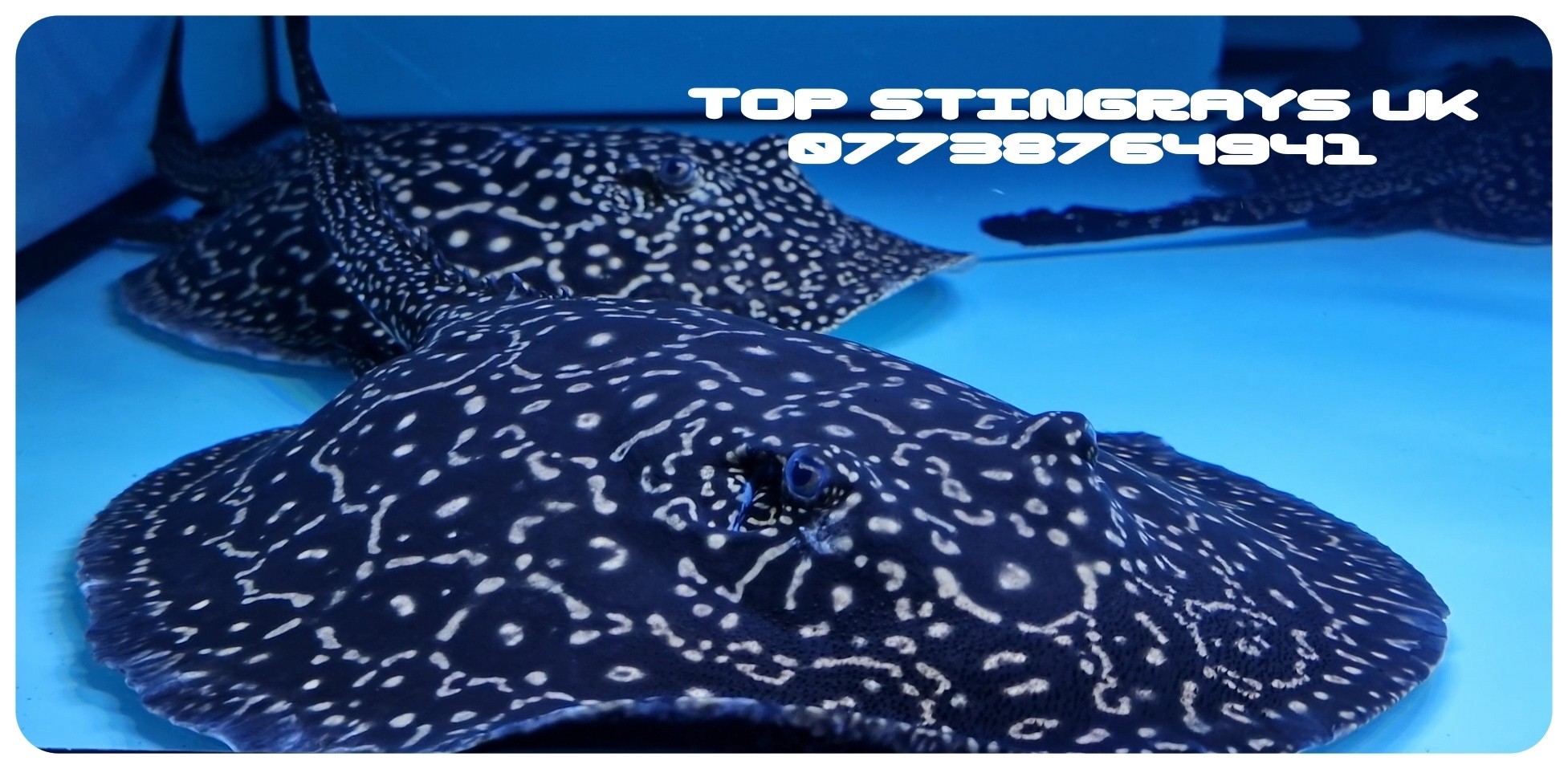 Pearl Freshwater Stingray Male - Pearl Stingrays - Stingrays UK based freshwater stingray specialist