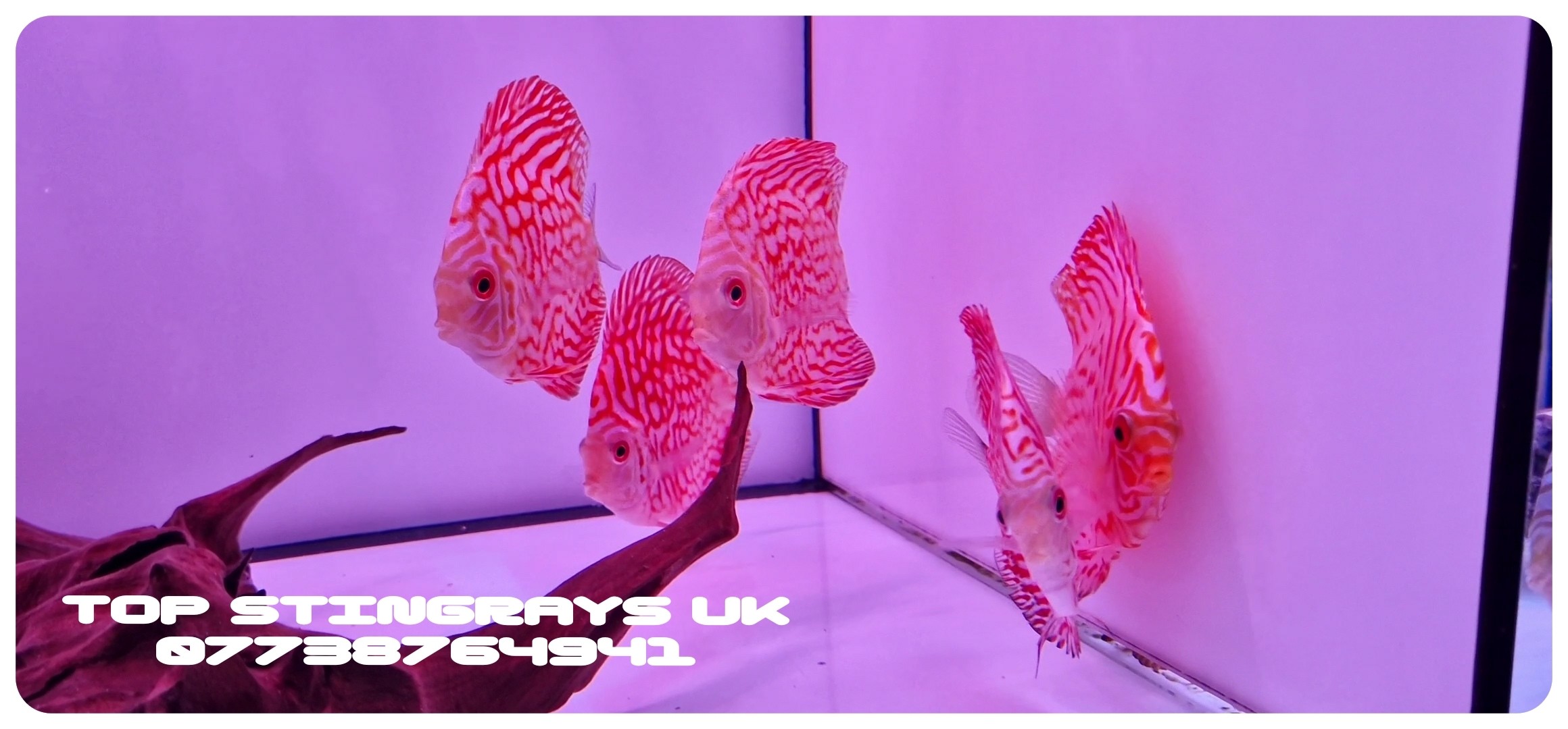 Red Pigeon Discus UK based freshwater stingray specialist
