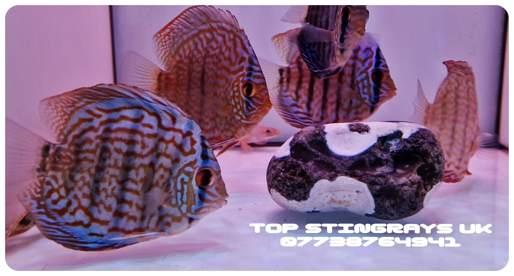Blue Turquoise Discus UK based freshwater stingray specialist