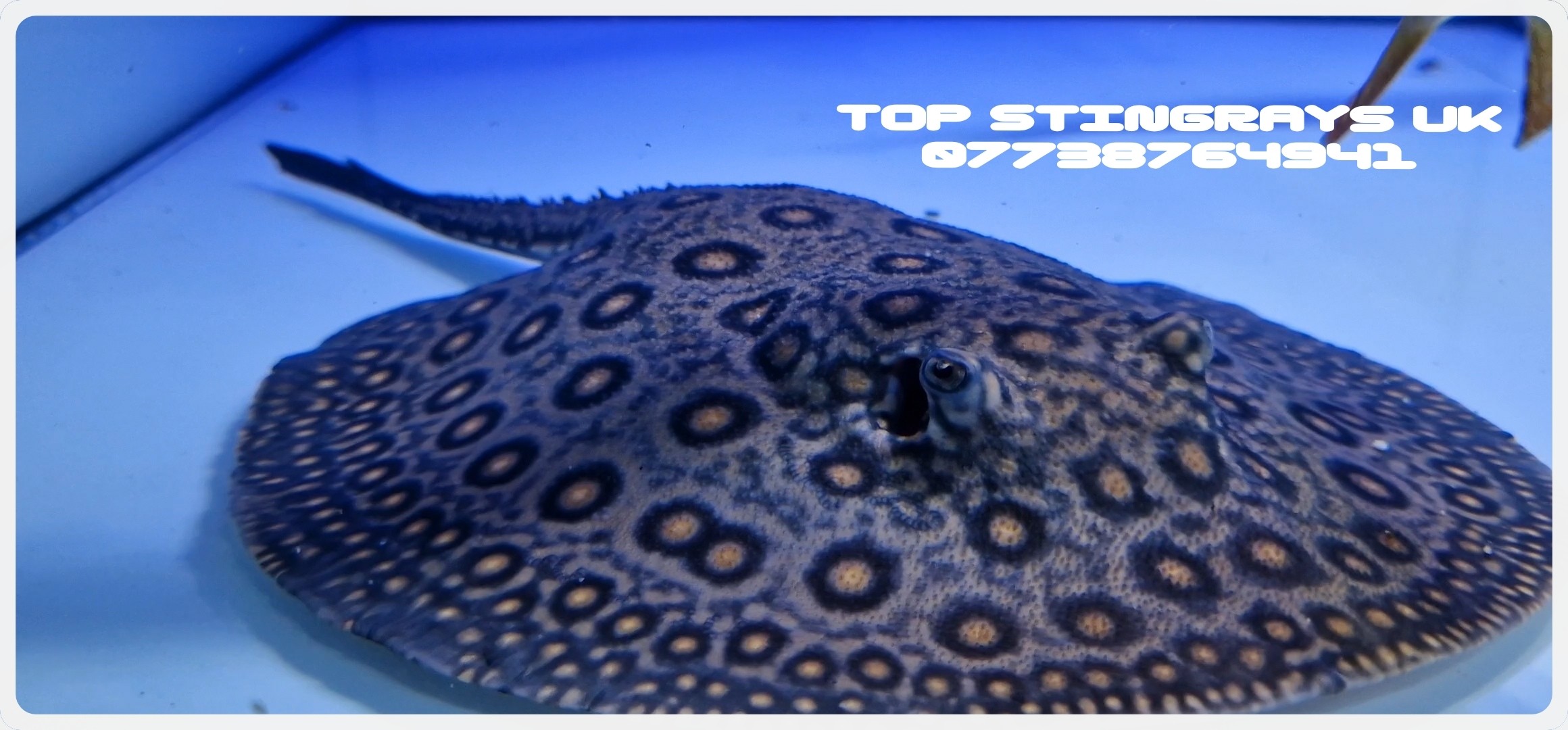 Mini marble motoro Male - Mini marble Stingrays - Stingrays UK based ...