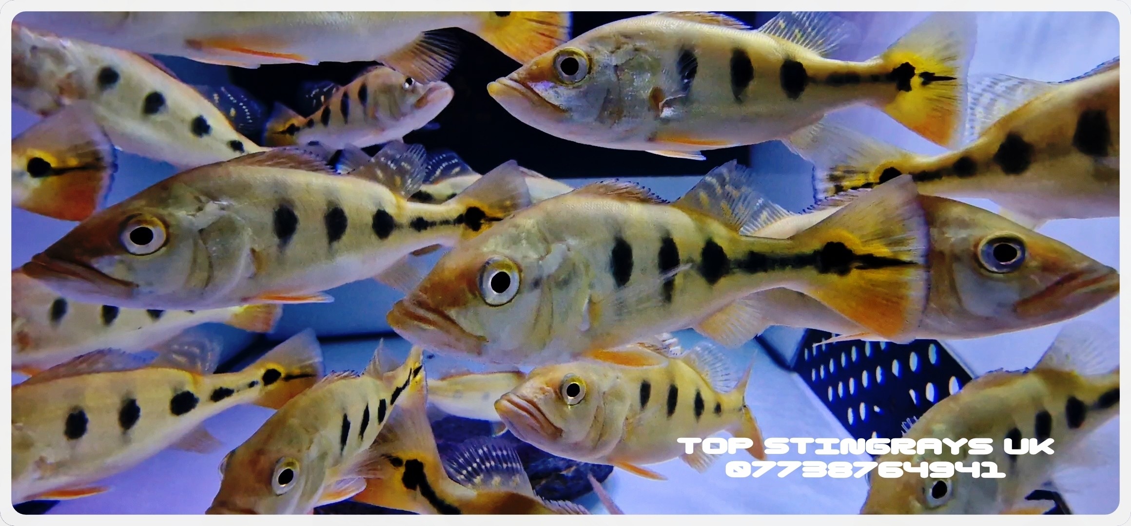 Peacock Bass Mono Cichla monoculus Tucanare - Other fish UK based ...