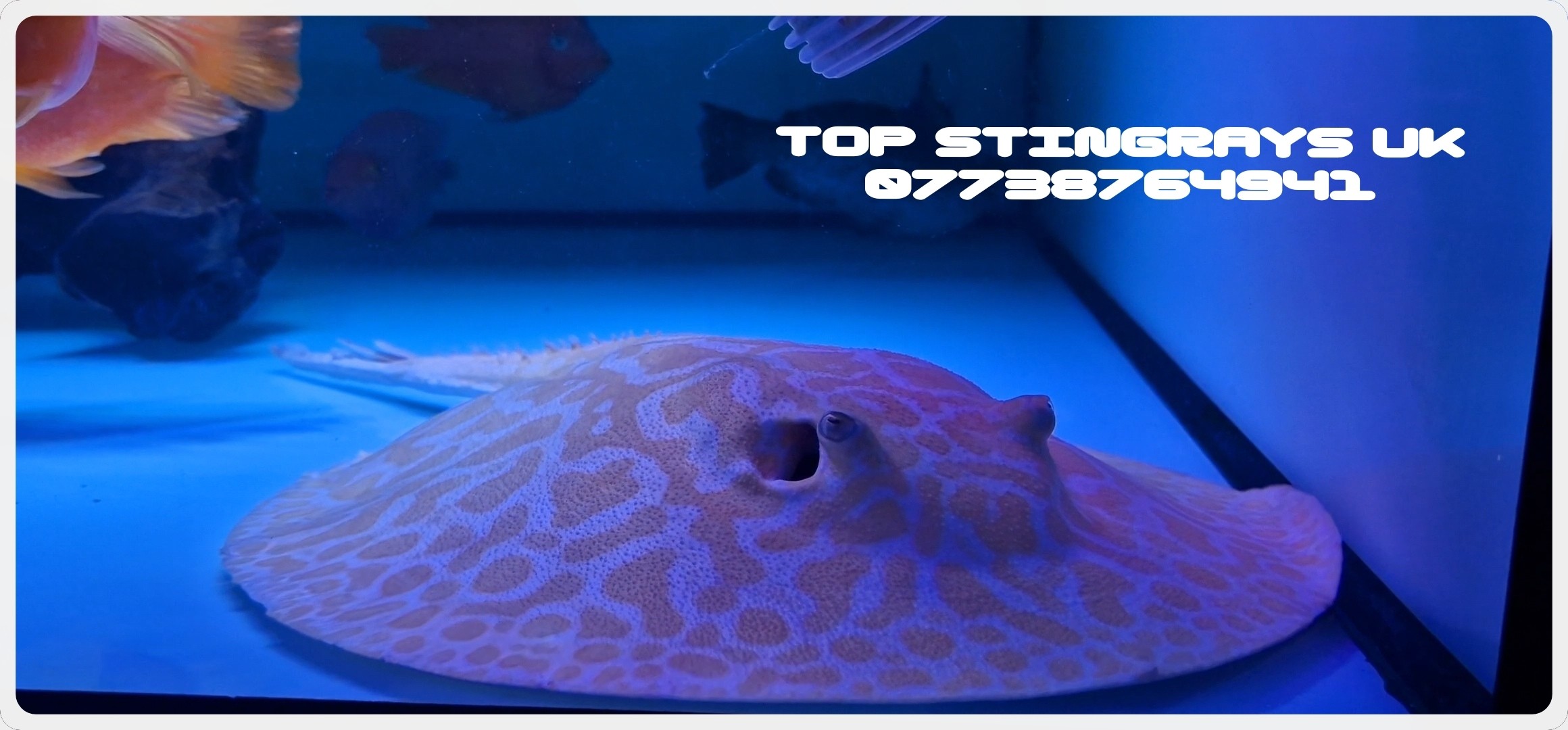 Red Ruby Albino Hybrid Male - Super Hybrid Stingrays - Stingrays UK ...