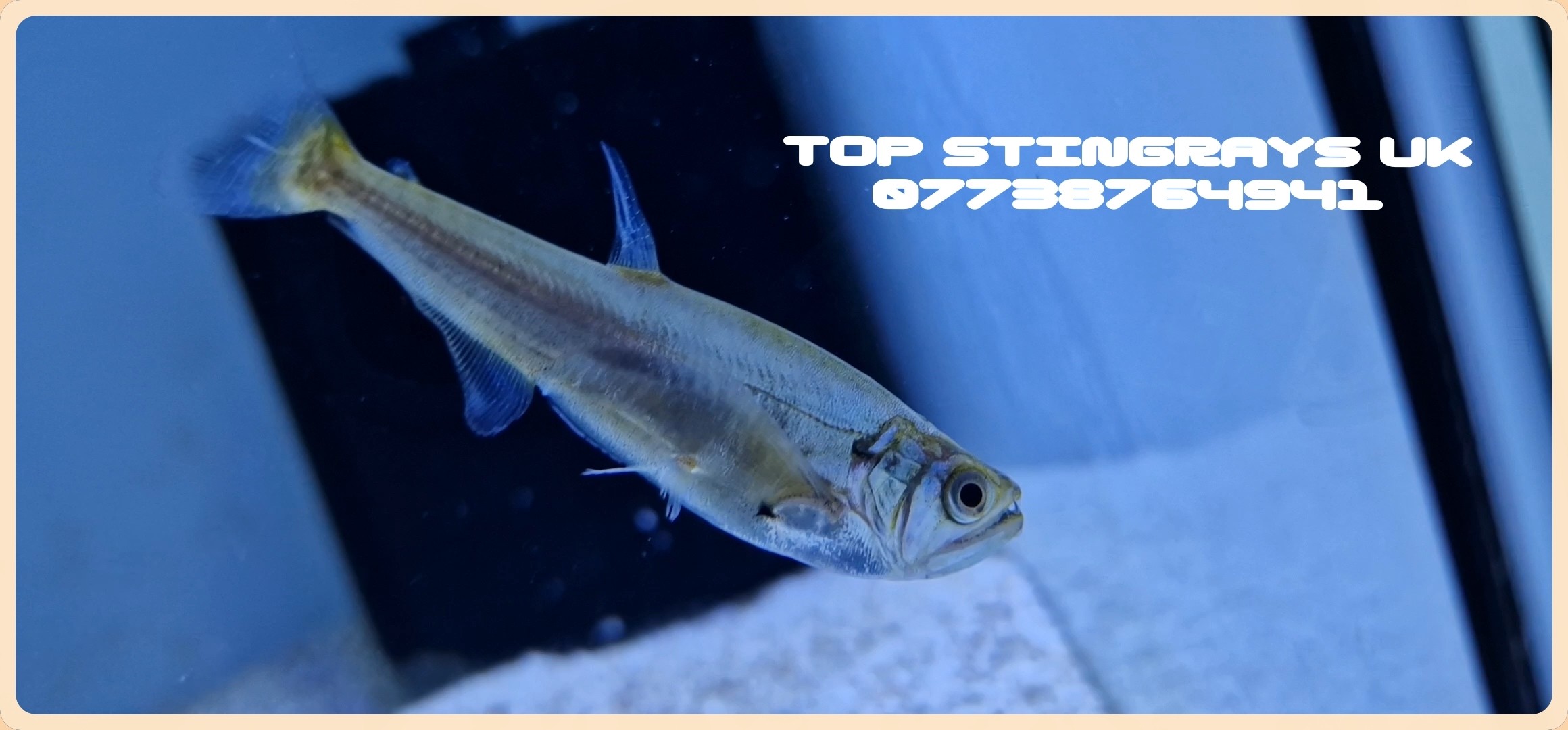 Armatus Payara Vampire Fish - Other fish UK based freshwater stingray ...