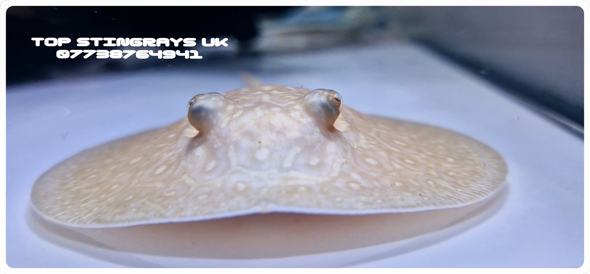 Albino Pearl Male Freshwater Stingray - Albino Pearl Stingrays - Stingrays UK based freshwater ...