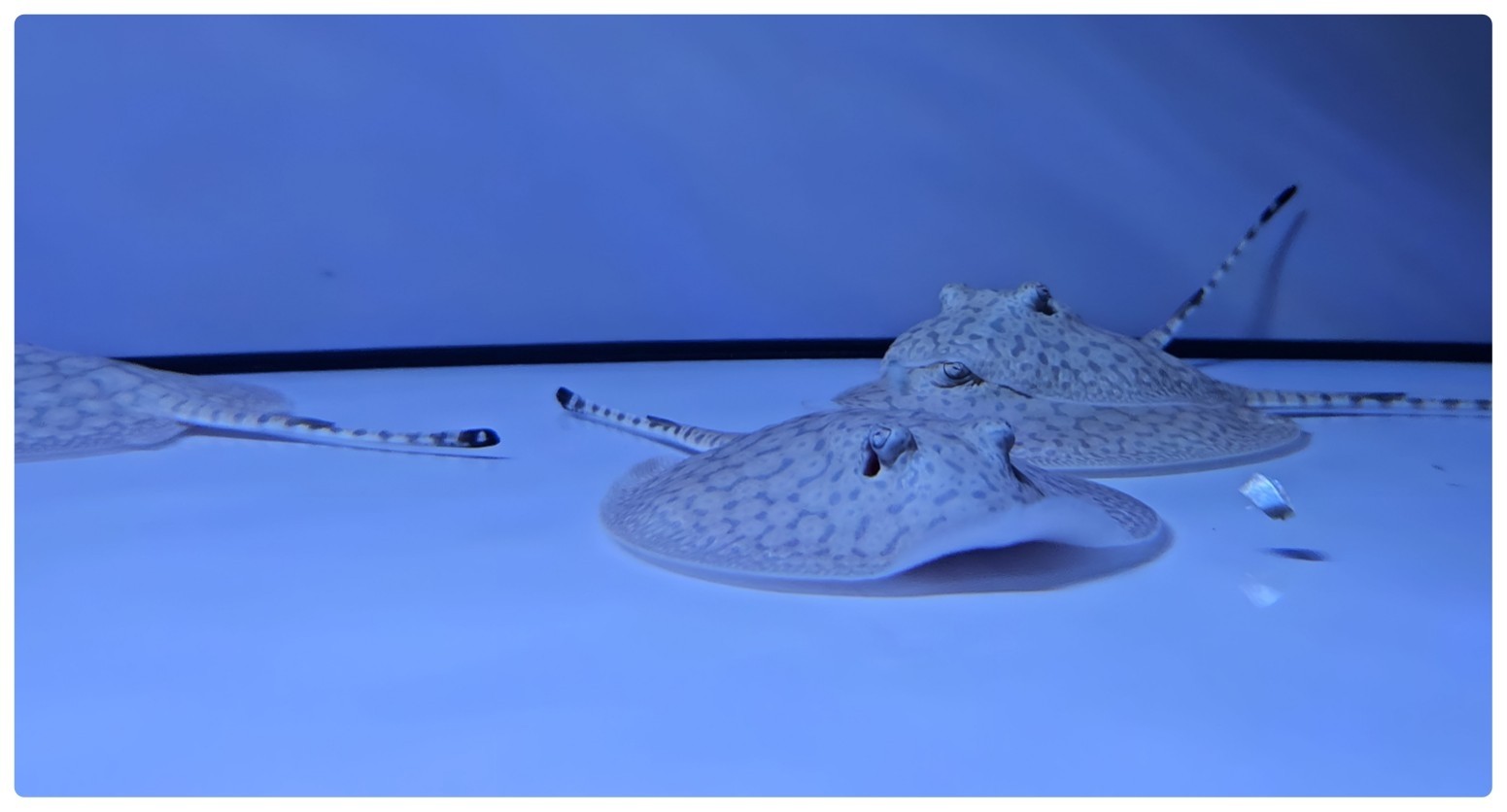 Scobina Stingray Pups Female - Scobina Stingrays - Stingrays UK based freshwater stingray specialist