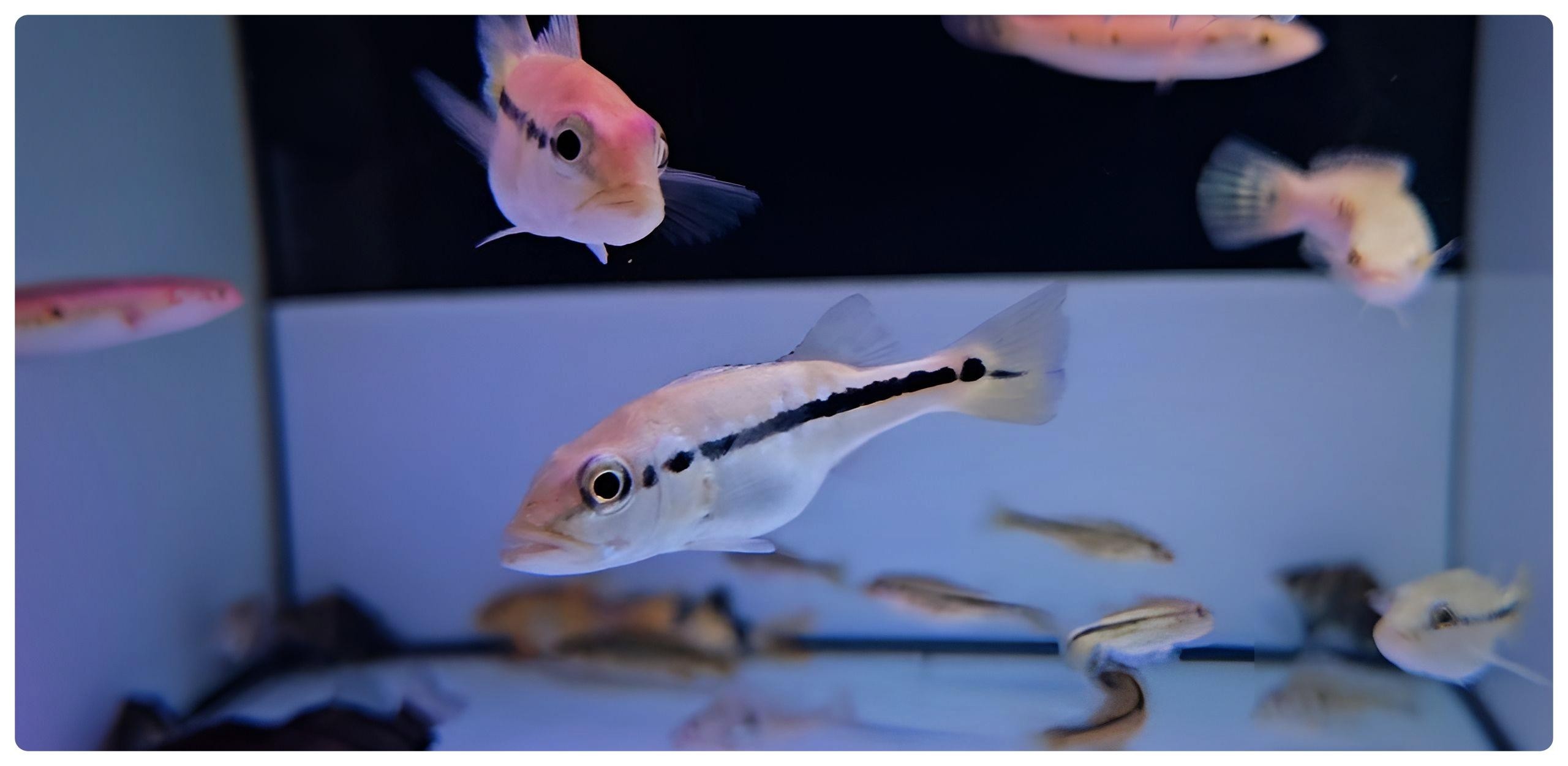 Fogo Peacock Bass - Other fish UK based freshwater stingray specialist