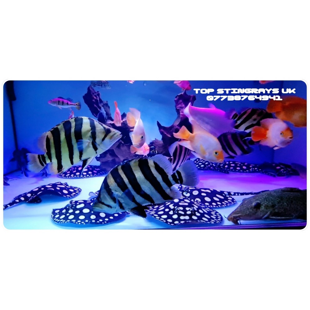 Datnioides Sumatra Tiger Fish - Other fish UK based freshwater stingray ...