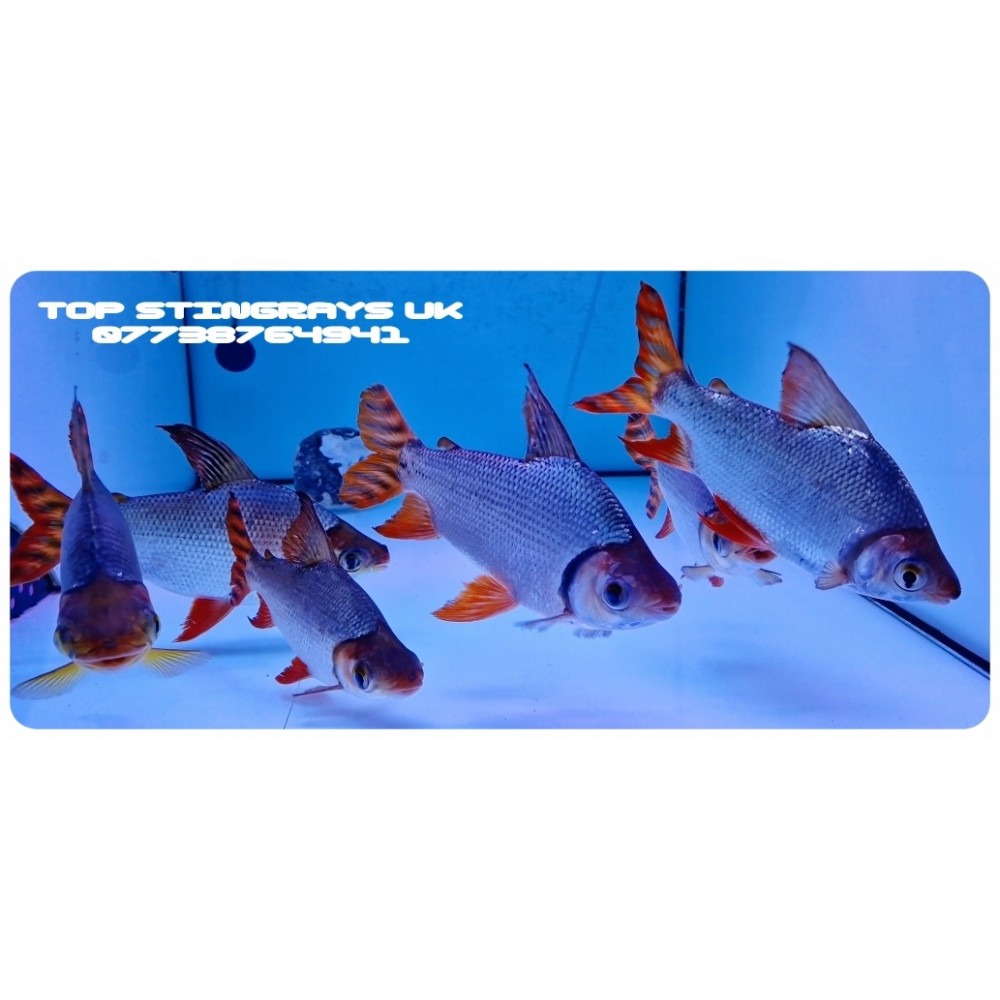 Flagtail Prochilodus XXL size - Other fish UK based freshwater stingray ...