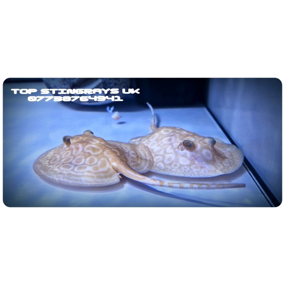Albino Pearl pup Freshwater Stingray male - Albino Pearl Stingrays - Stingrays UK based ...