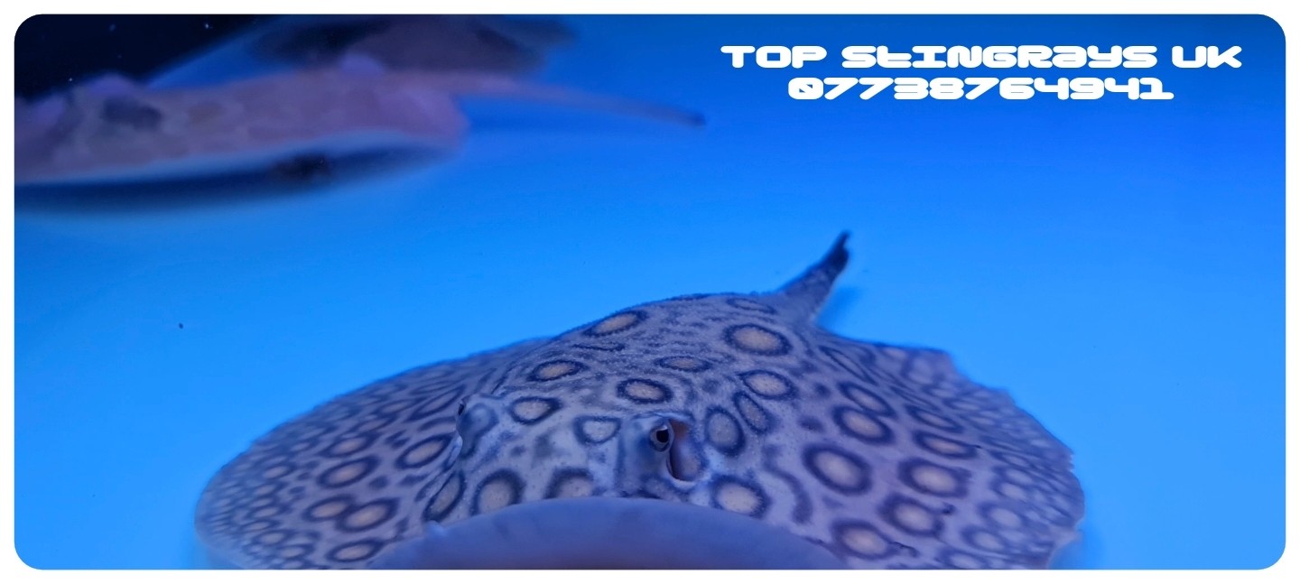 Mini Marble Motoro Male Freshwater Stingray - Stingrays UK based ...