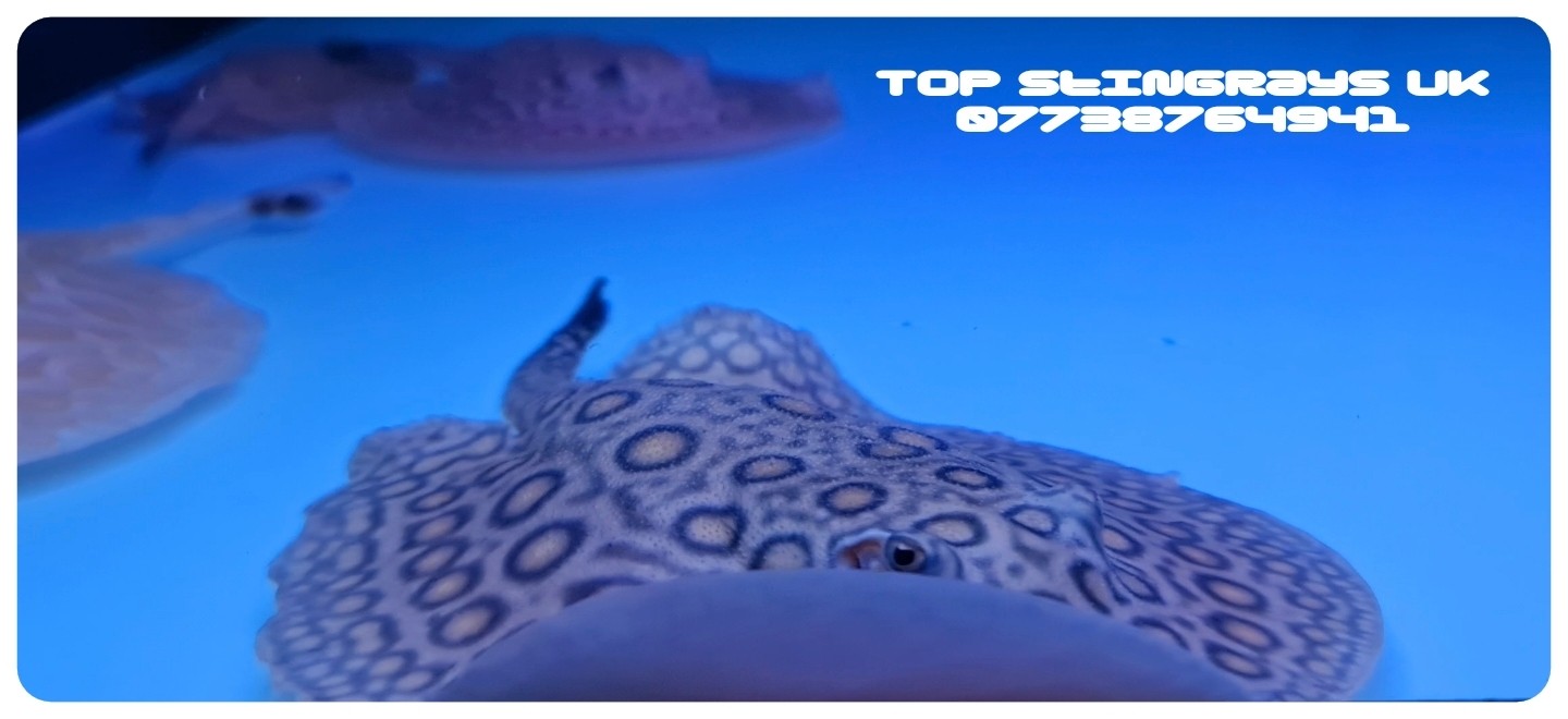 Mini Marble Motoro Male Freshwater Stingray - Mini marble Stingrays ...