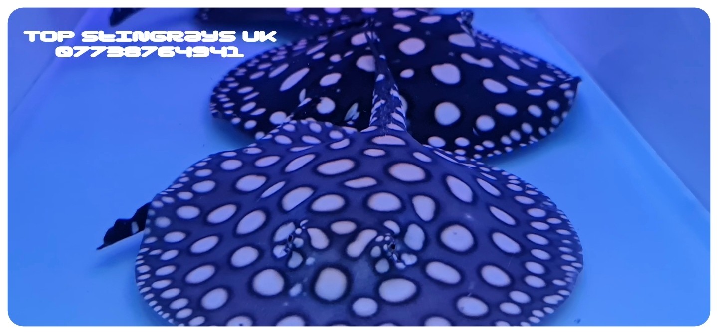 Black Diamond Male Freshwater Stingray - Black Diamond Stingrays ...