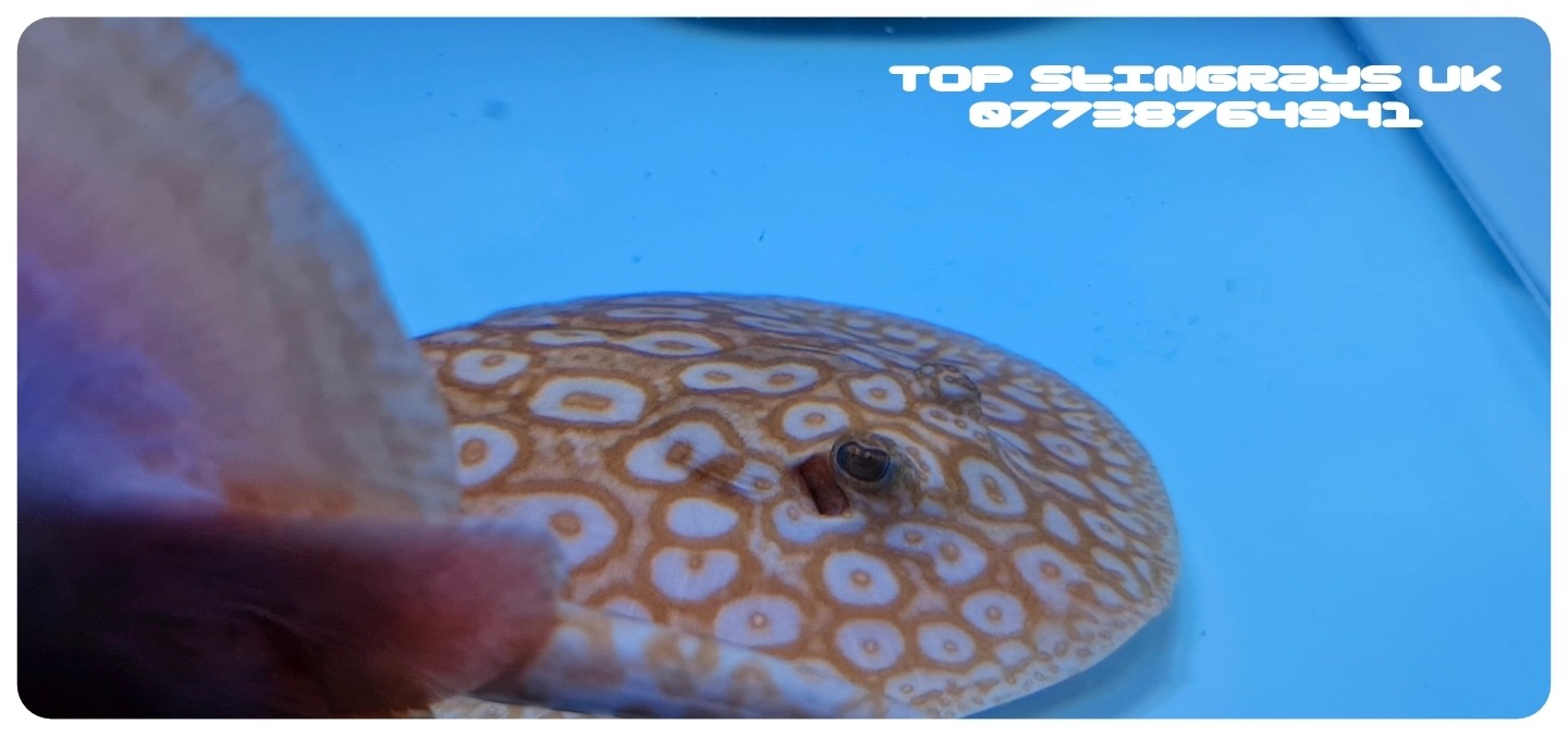 Albino Pearl Red Lucy Female Freshwater Stingray - Albino Pearl ...