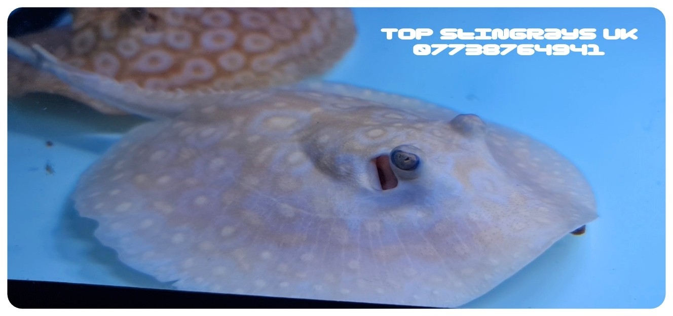 Albino Pearl Golden Base Male Freshwater Stingray UK based freshwater ...