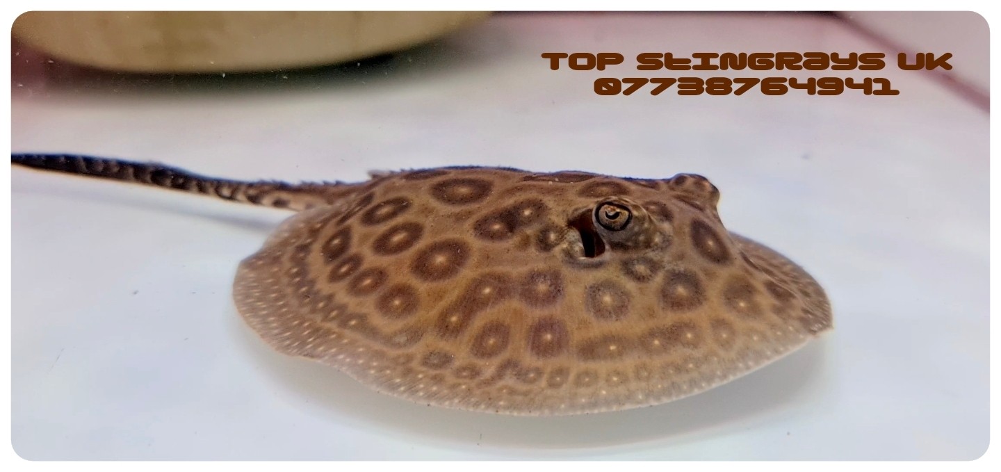 Pearl Het Freshwater Stingray Male and female ( half albino blood ) UK ...