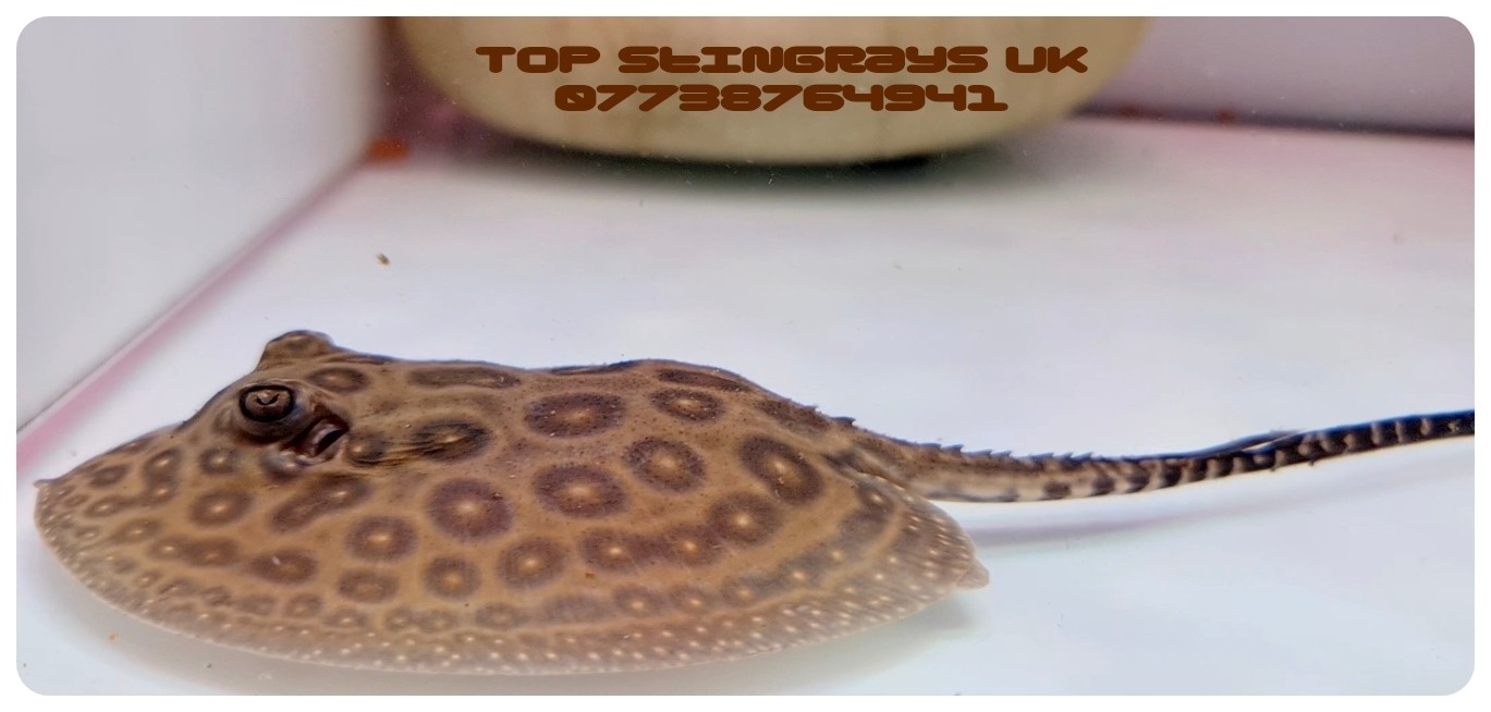 Pearl Het Freshwater Stingray Male and female ( half albino blood ) UK ...