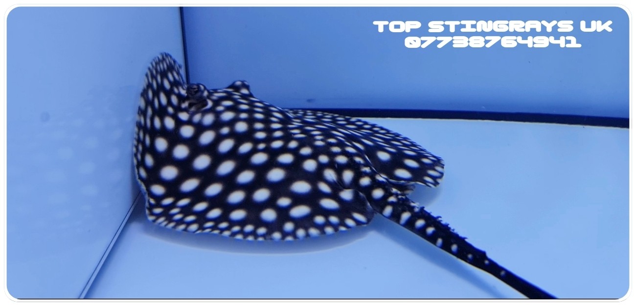 P14 Royal Galaxy Freshwater Stingray Female - P14 Galaxy stingrays - Stingrays UK based ...