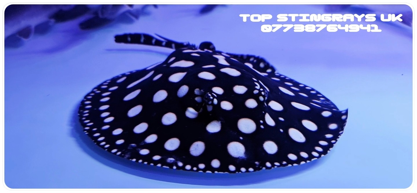 Black Diamond Freshwater Stingray Male - Black Diamond Stingrays ...