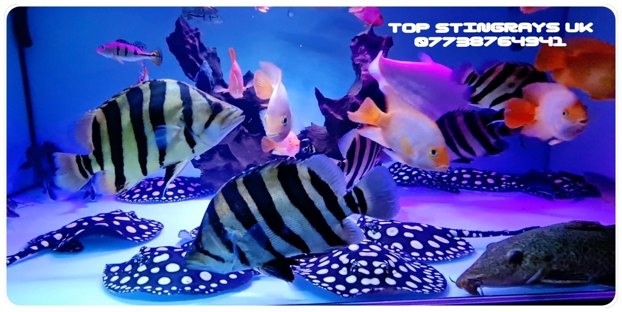 Datnioides Sumatra Tiger Fish - Other fish UK based freshwater stingray ...