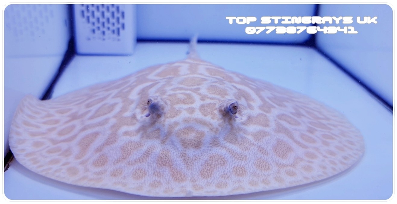 Red Ruby Albino Hybrid Male Freshwater Stingray UK based freshwater stingray specialist