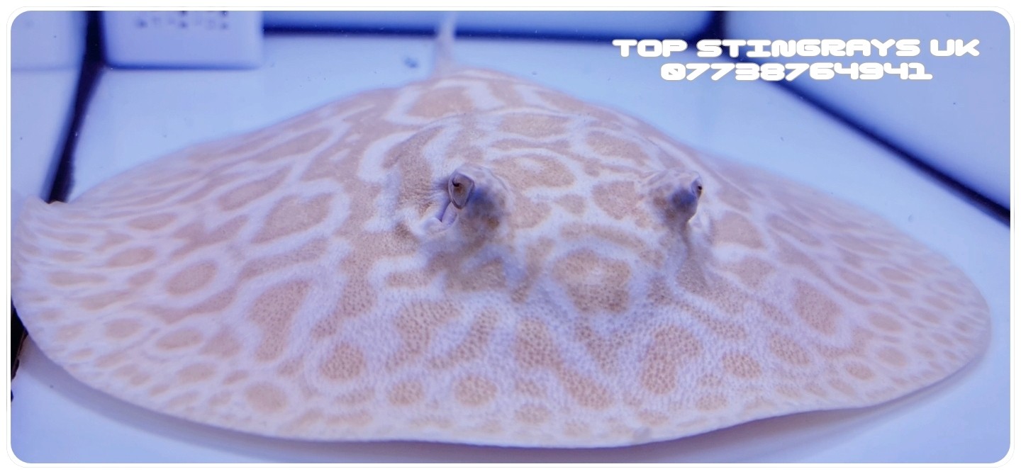 Red Ruby Albino Hybrid Male Freshwater Stingray - Albino Pearl ...