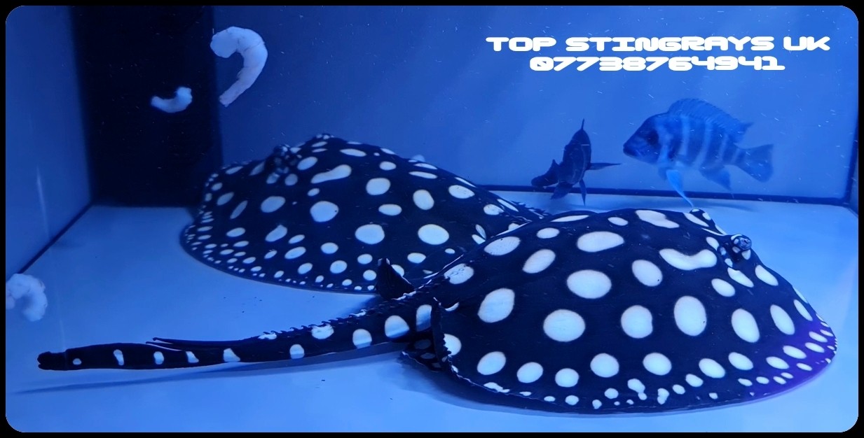 Black Diamond Pair Freshwater Stingrays UK based freshwater stingray specialist