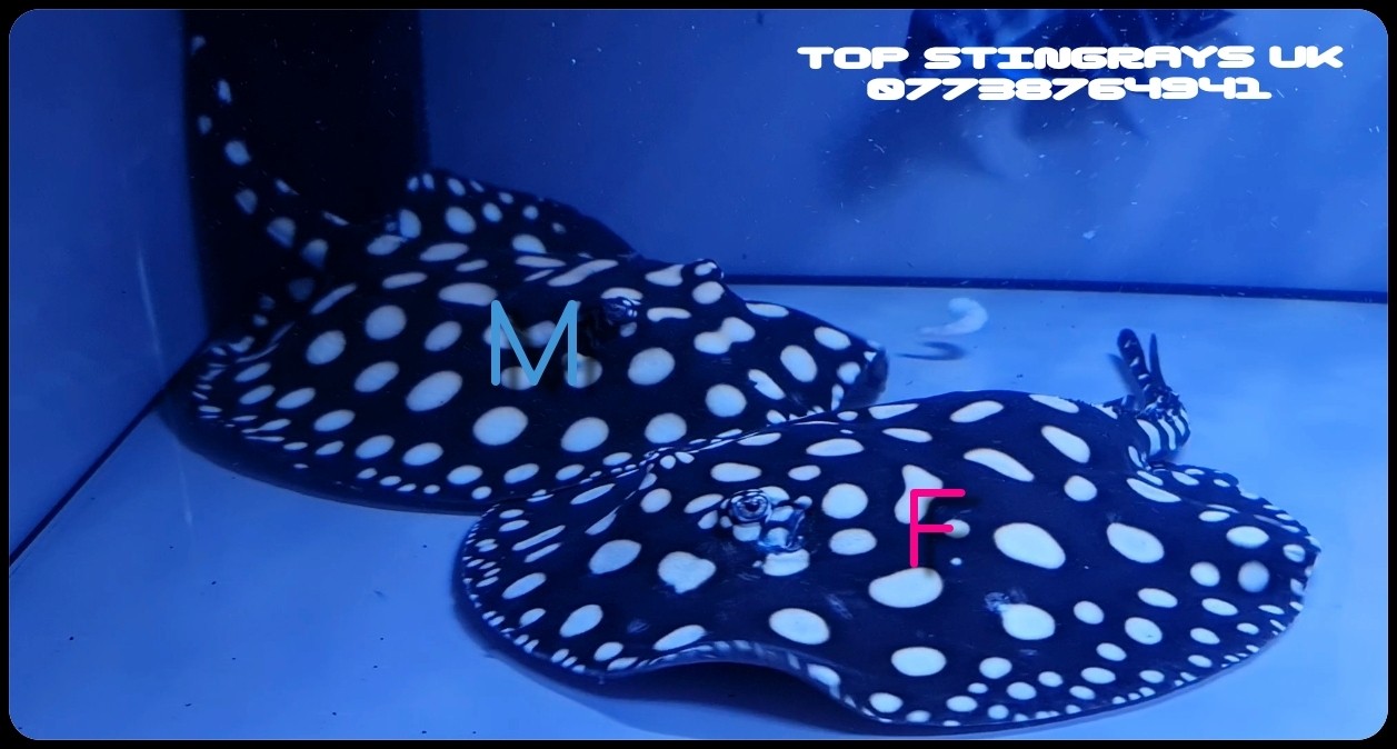 Black Diamond Pair Freshwater Stingrays UK based freshwater stingray specialist