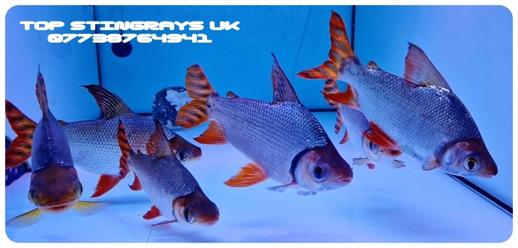 Flagtail Prochilodus XXL size - Other fish UK based freshwater stingray ...