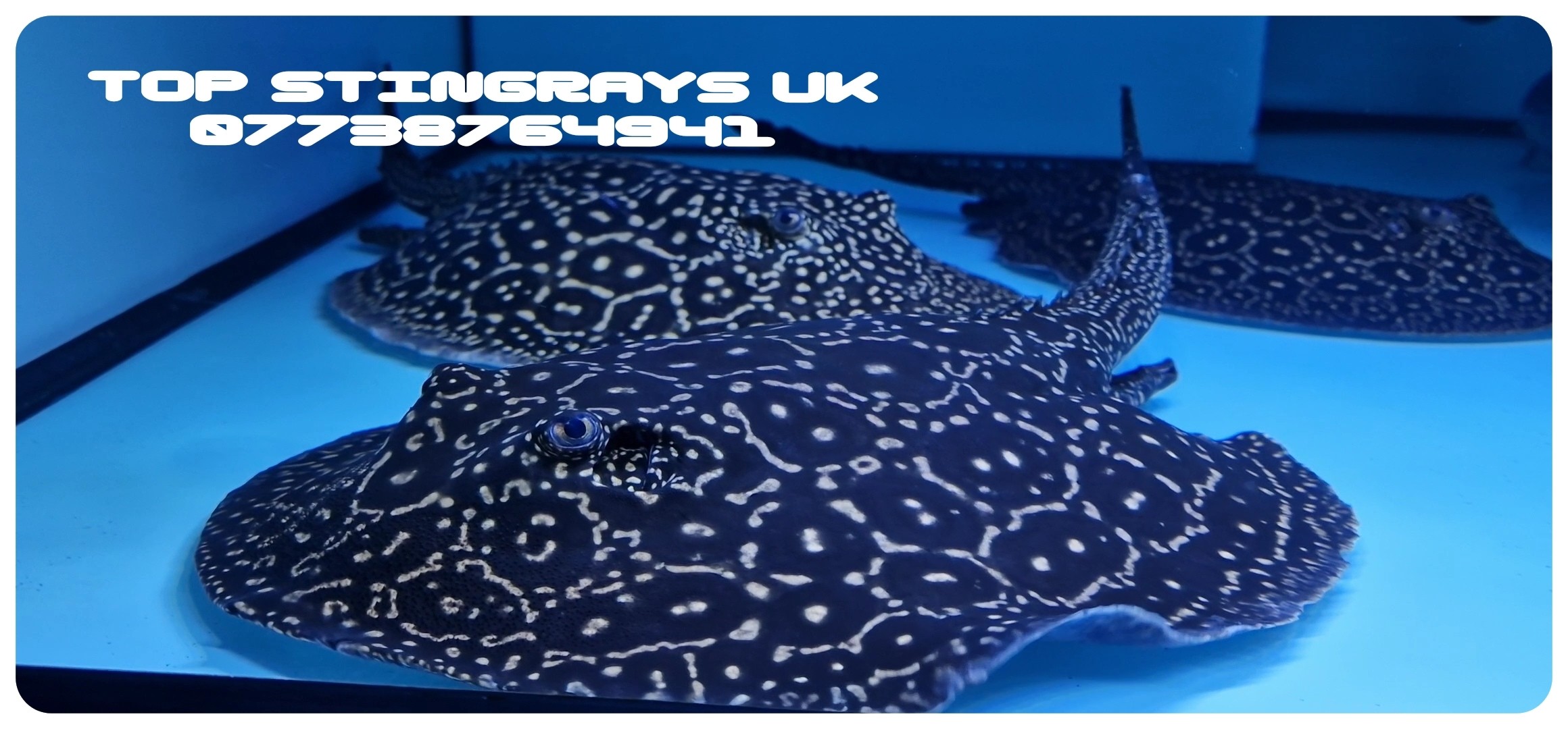 Pearl Freshwater Stingray Male - Pearl Stingrays - Stingrays UK based ...