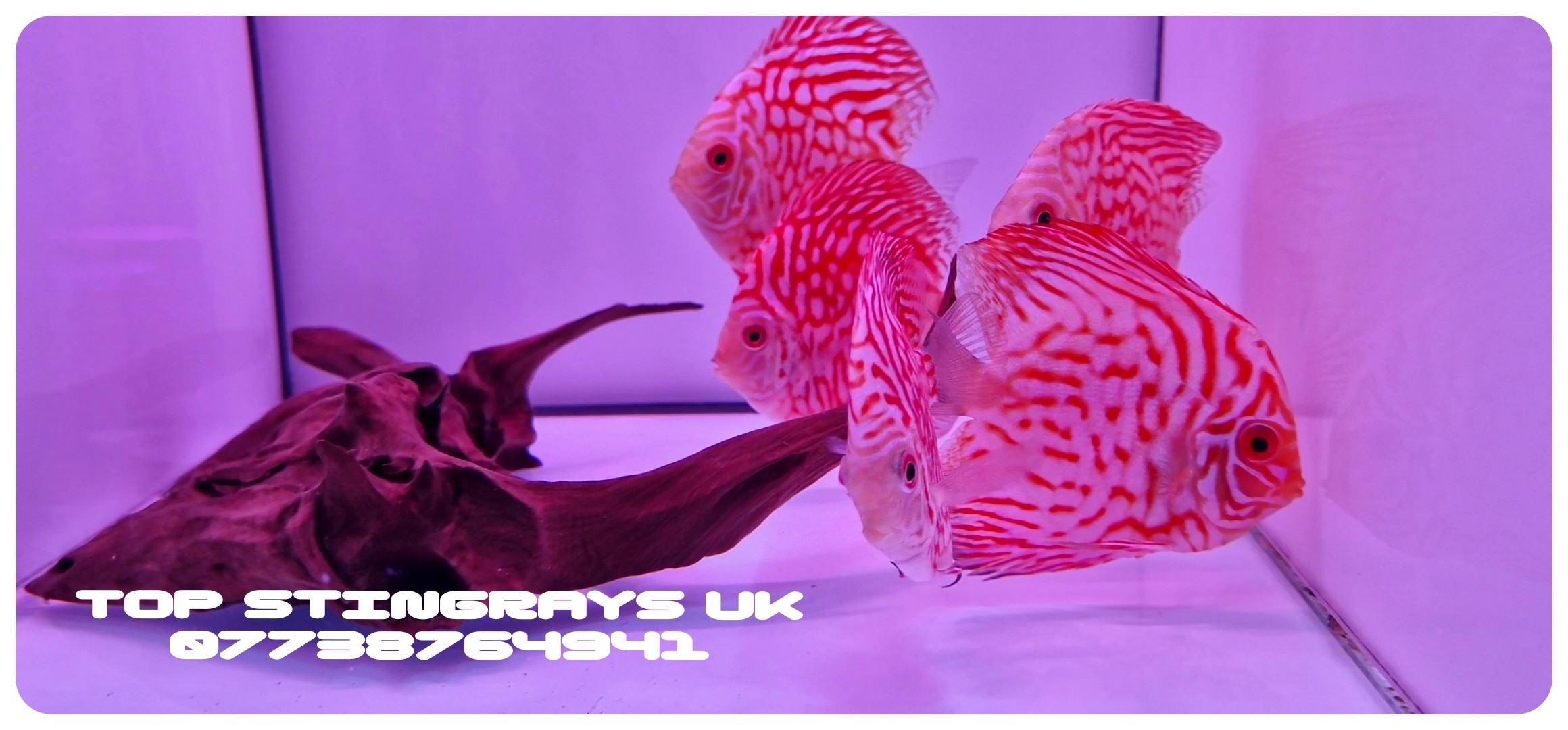 Red Pigeon Discus UK based freshwater stingray specialist