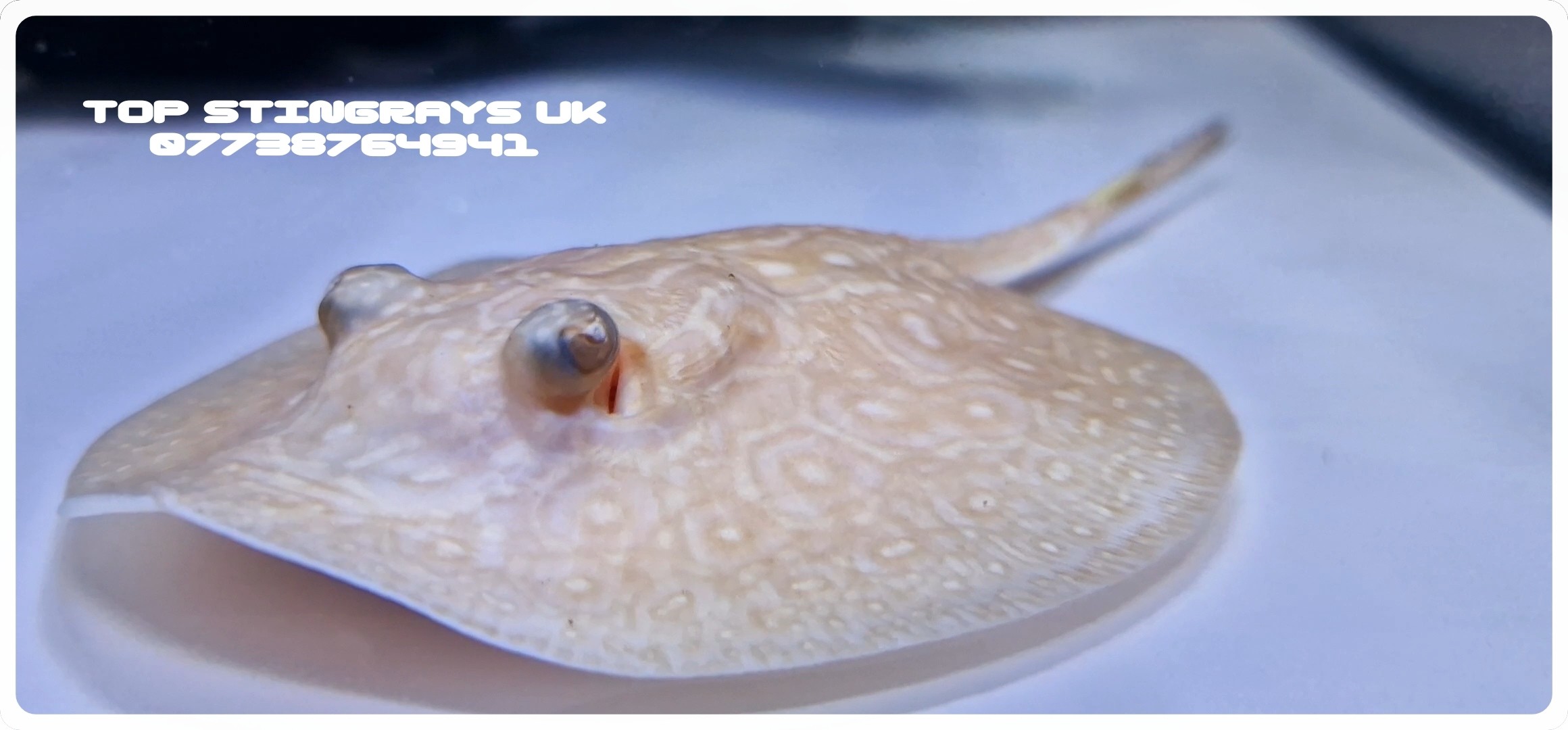 Albino Pearl Male Freshwater Stingray - Albino Pearl Stingrays - Stingrays UK based freshwater ...