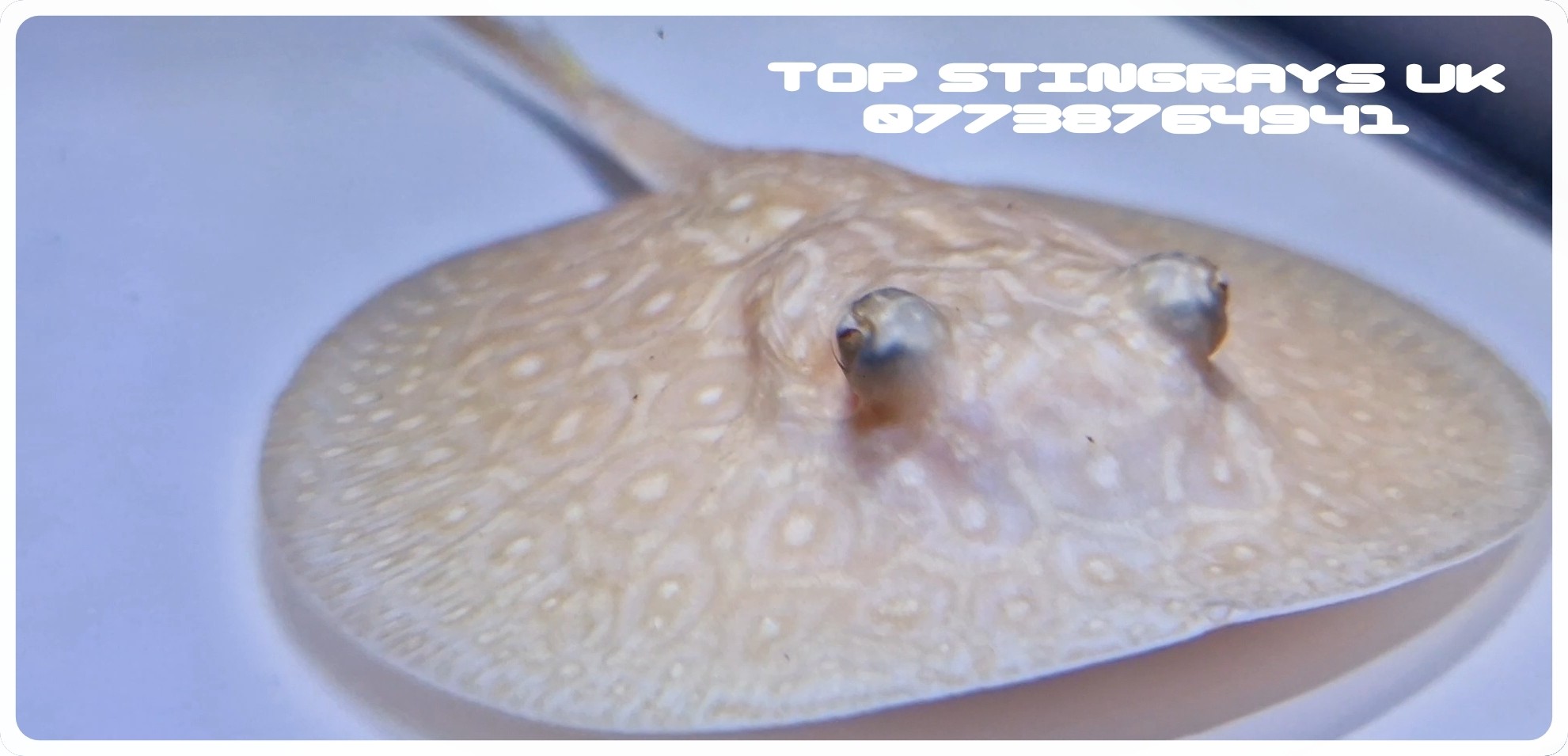 Albino Pearl Male Freshwater Stingray - Albino Pearl Stingrays - Stingrays UK based freshwater ...