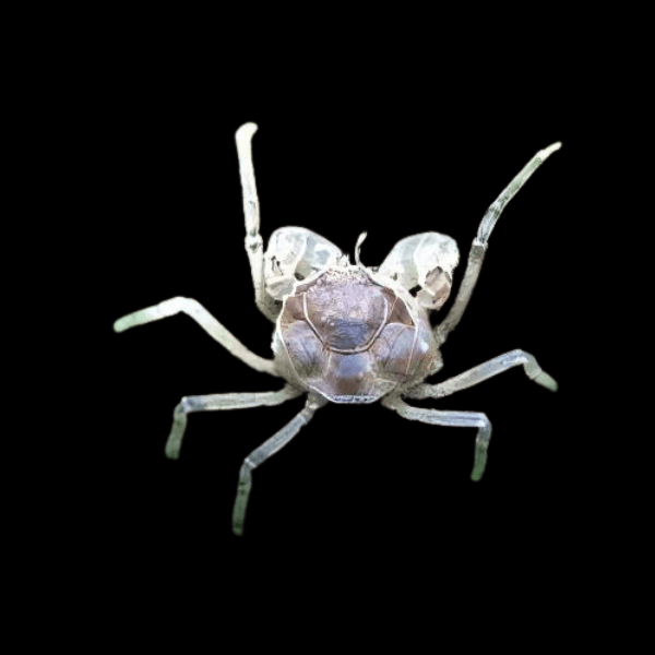 Thai Micro Crab Limnopilos Naiyanetr 1cm – topstingraysuk.com